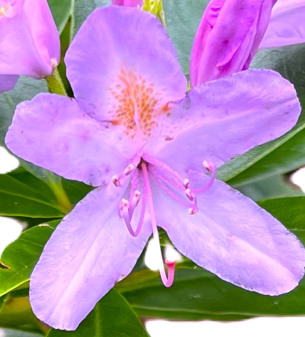 Community Rhododendron Mapping Survey - Tuosist News